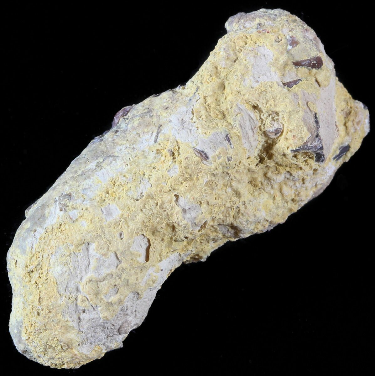 Fish Coprolite (Fossil Poo) - Kansas For Sale (#49348) - FossilEra.com