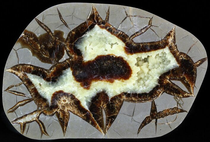 6.0" Beautiful Septarian Nodule Polished End-Cut For Sale (#49614 ...