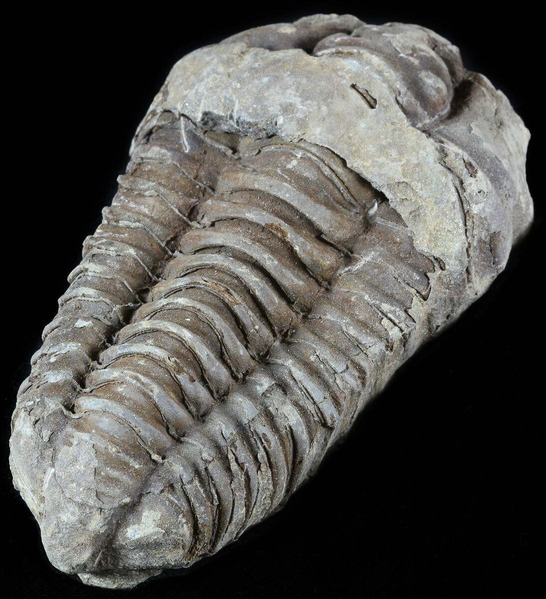 3.2" Calymene Trilobite From Morocco - Large Size For Sale (#49622 ...