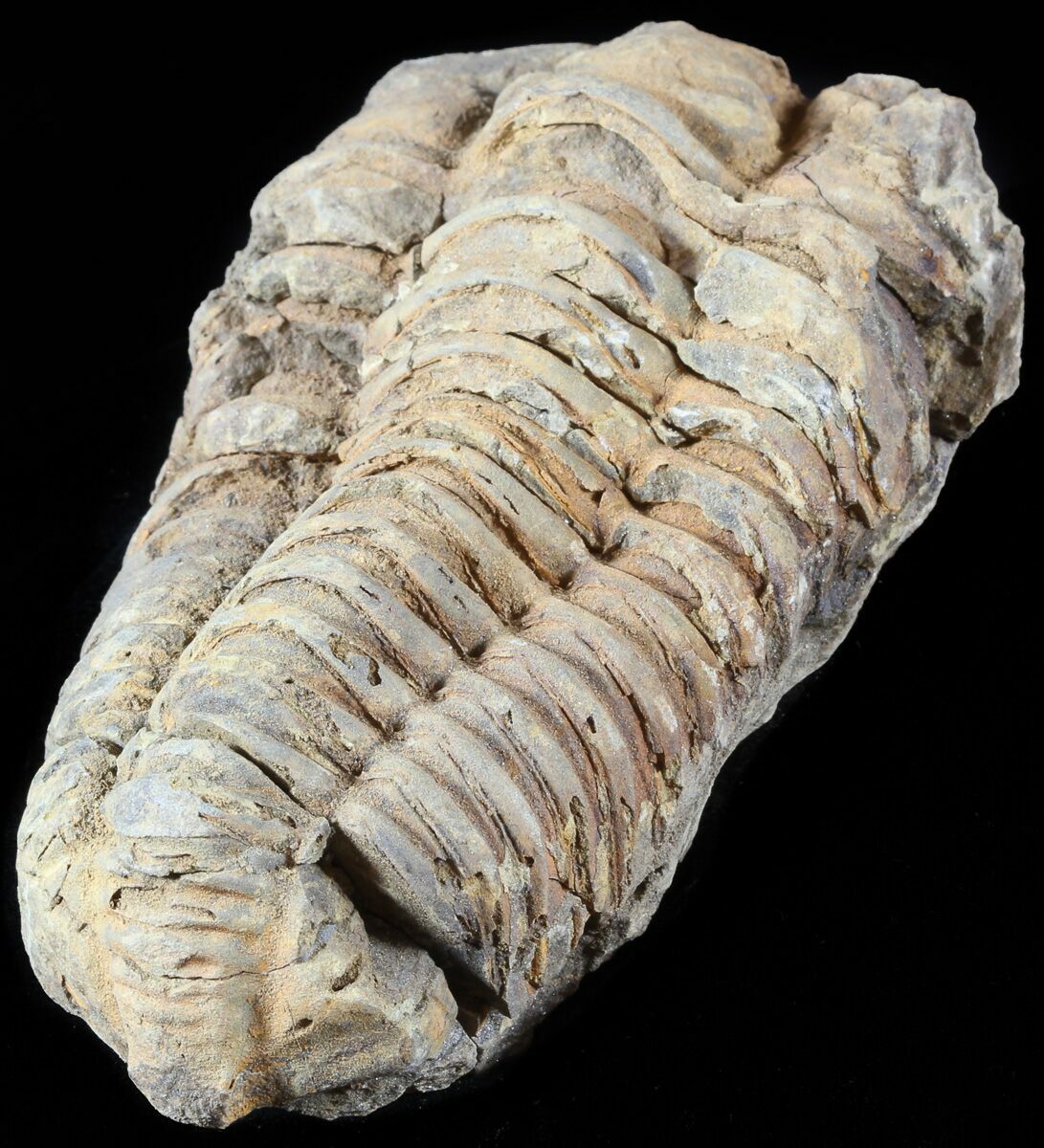 Trilobite Size