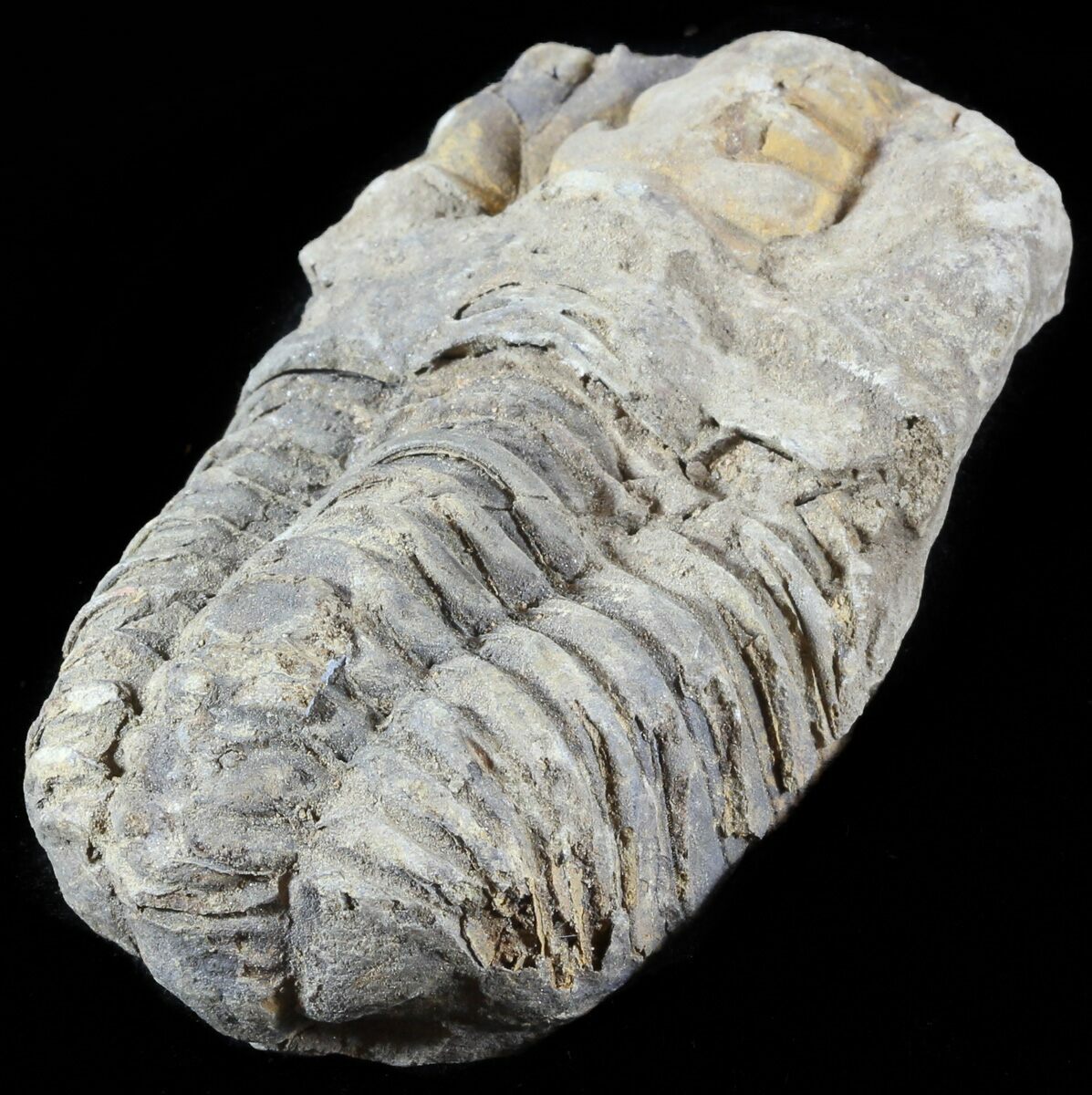 Trilobite Size