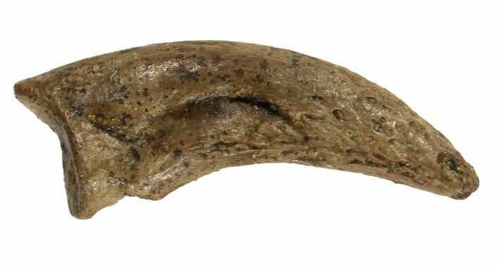 .68" Indeterminate Fossil Claw - Hell Creek Formation For Sale (#49574 ...