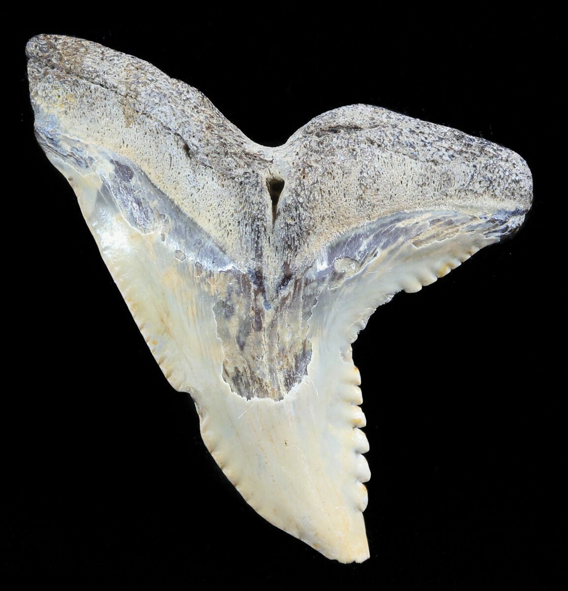 Large, 1.36" Hemipristis Shark Tooth Fossil - Virginia For Sale (#50033 ...
