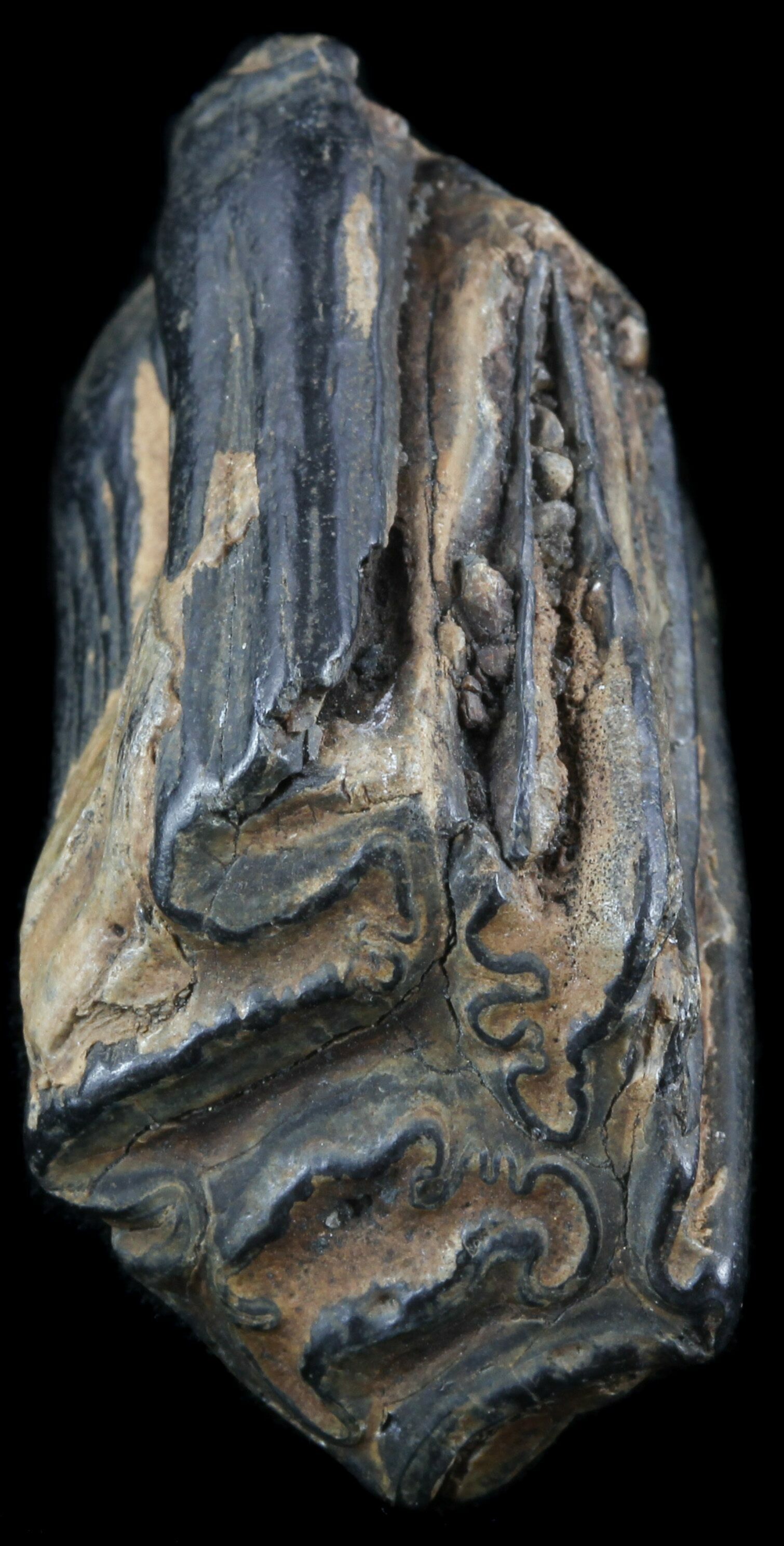 1.6" Pleistocene Aged Fossil Horse Tooth - Florida For Sale (#50431 ...