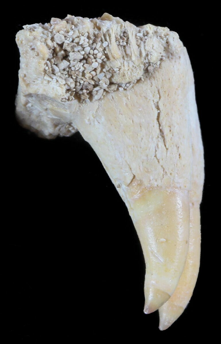 Unusual Fossil Fossil Fish (Brychaetus) Teeth - Khouribga, Morocco For ...