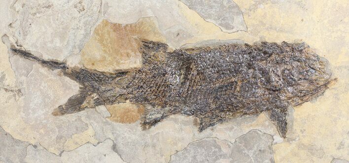 8.4" Permian Fossil Fish (Paramblypterus) - Germany For Sale (#50727 ...