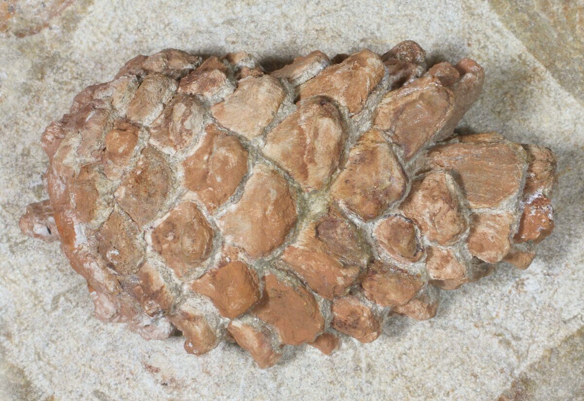2.1" 3D, Oligocene Aged Fossil Pine Cone - Germany For Sale (#50768 ...