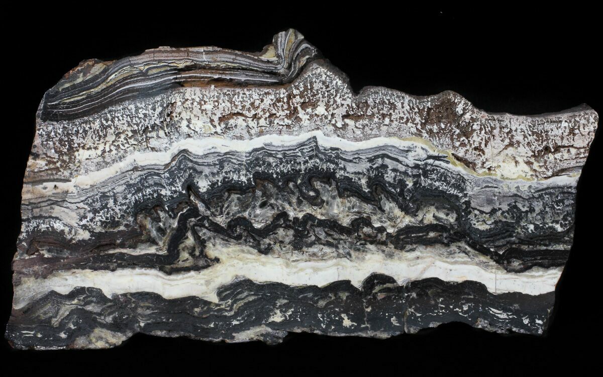Stromatolite Fossils For Sale - FossilEra.com