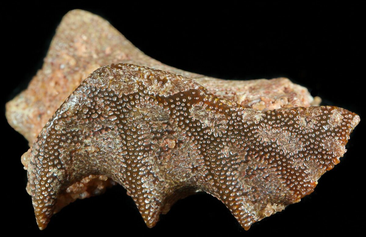 .9" Cretaceous Lungfish (Ceratodus) Tooth Plate For Sale (#50510 ...