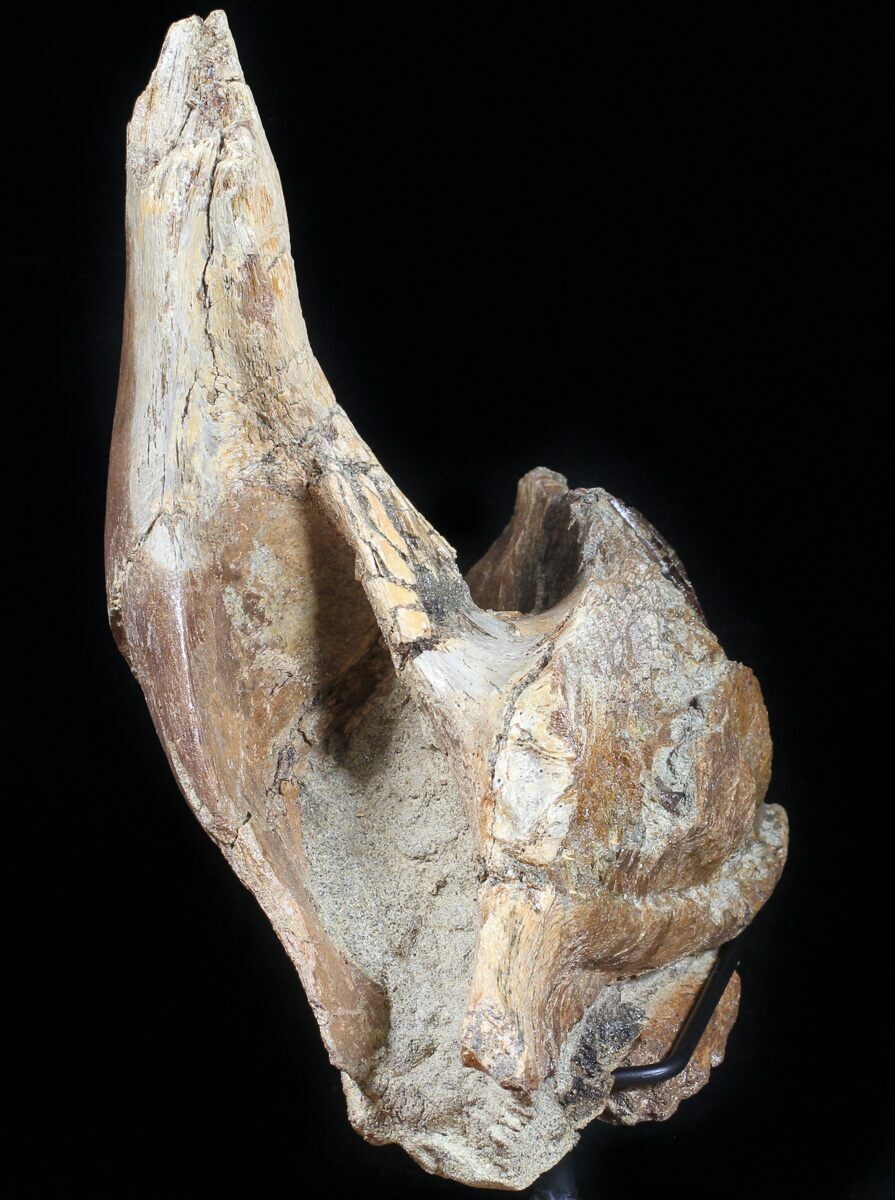 9.4" Hadrosaur Jaw Section With Three Teeth - Judith River Formation ...