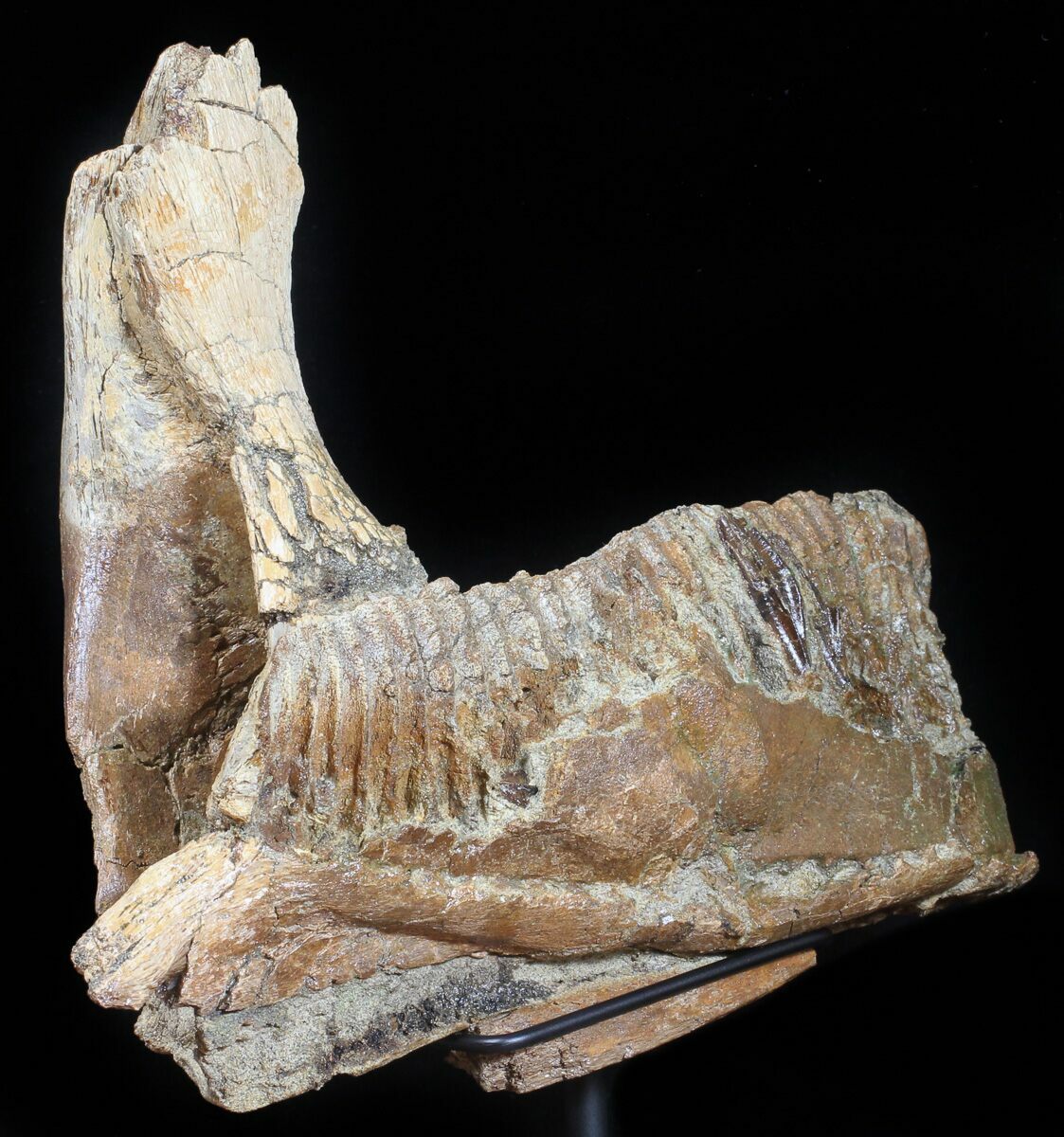 9.4" Hadrosaur Jaw Section With Three Teeth - Judith River Formation ...