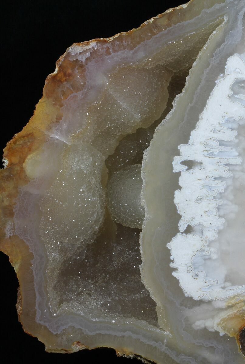 13.3" Agatized Fossil Coral With Druzy Quartz - Florida For Sale ...