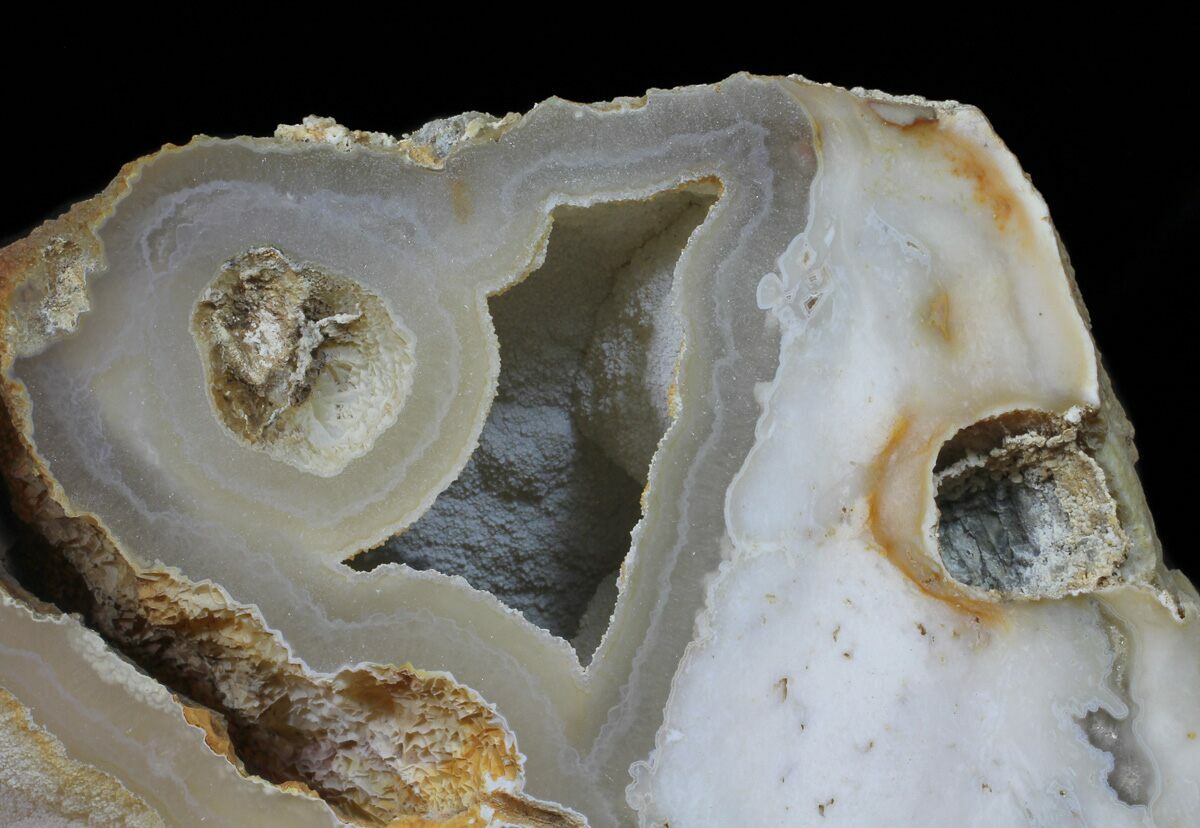 13.3" Agatized Fossil Coral With Druzy Quartz - Florida For Sale ...