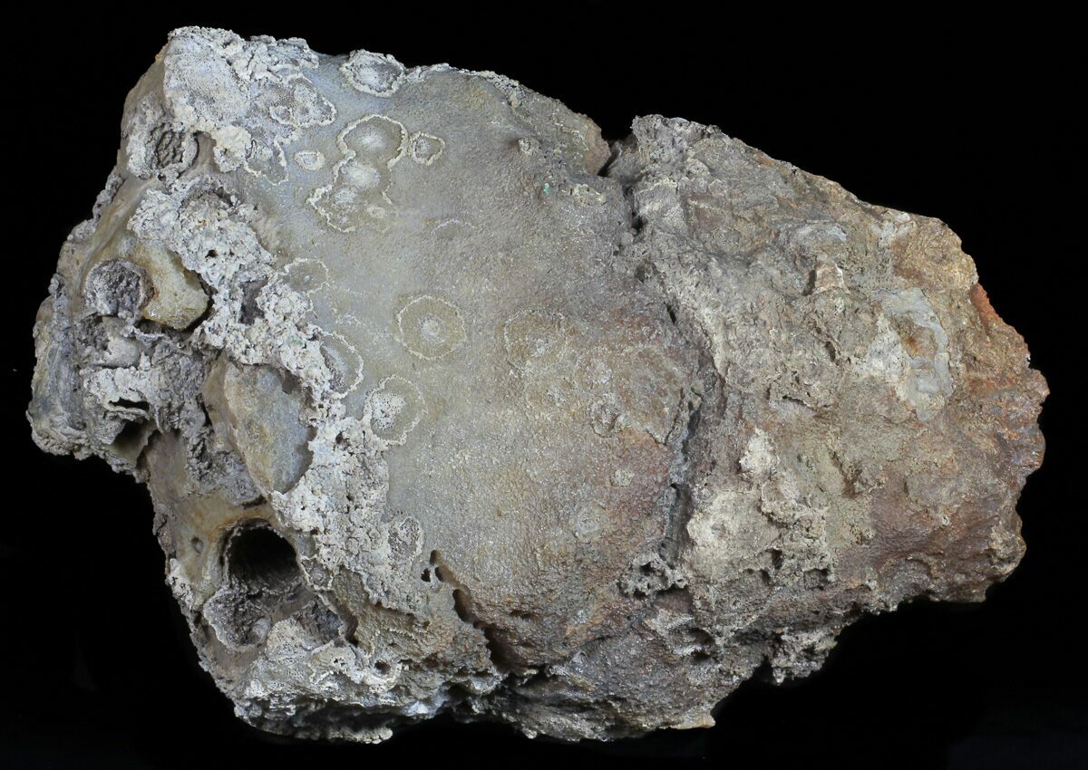 13.3" Agatized Fossil Coral With Druzy Quartz - Florida For Sale ...
