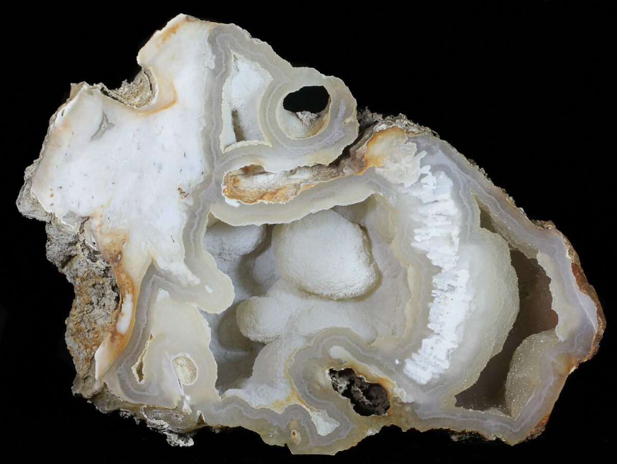 Coral Fossils For Sale - FossilEra.com