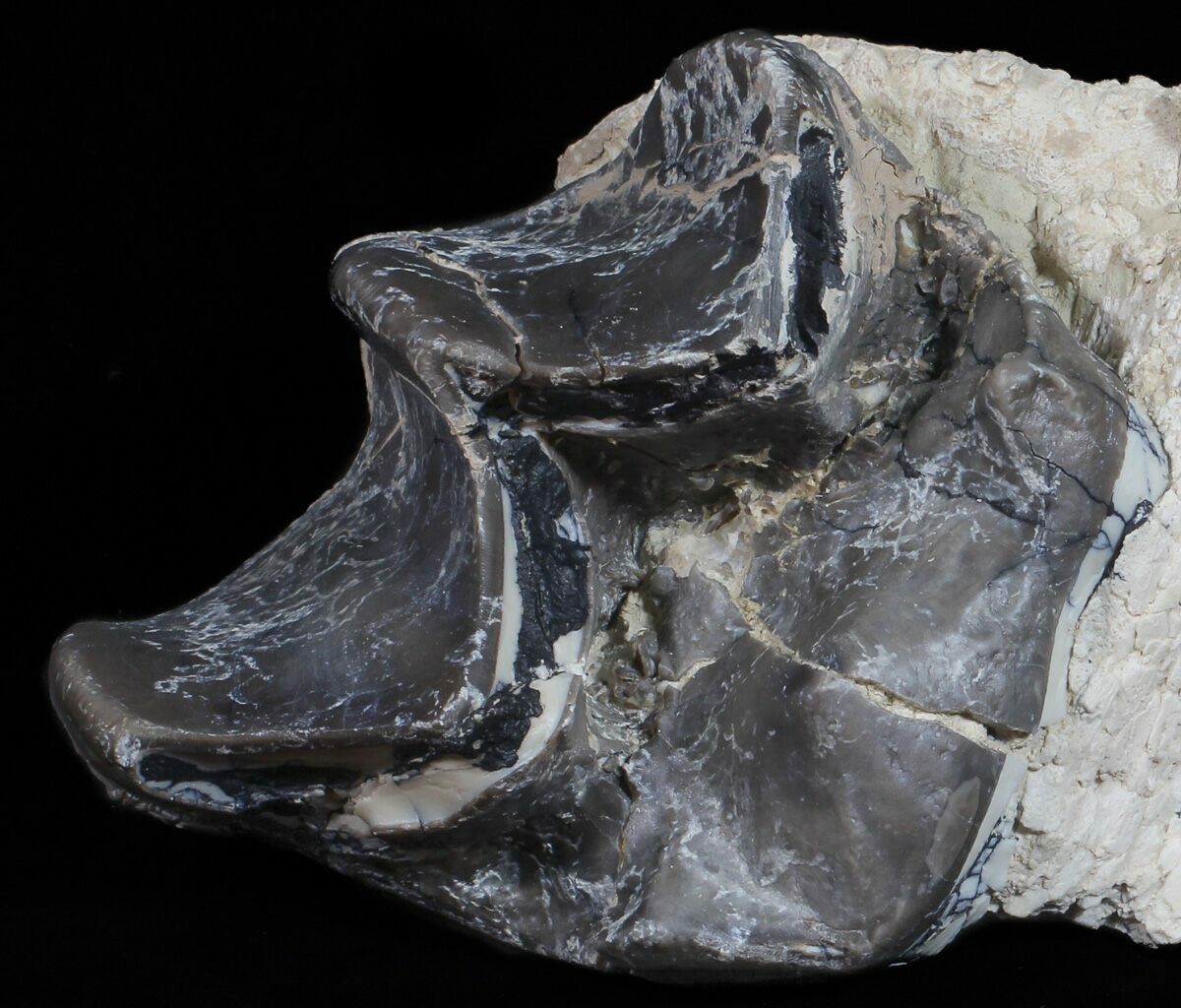3.8" Fossil Brontotherium (Titanothere) Molar - South Dakota For Sale ...