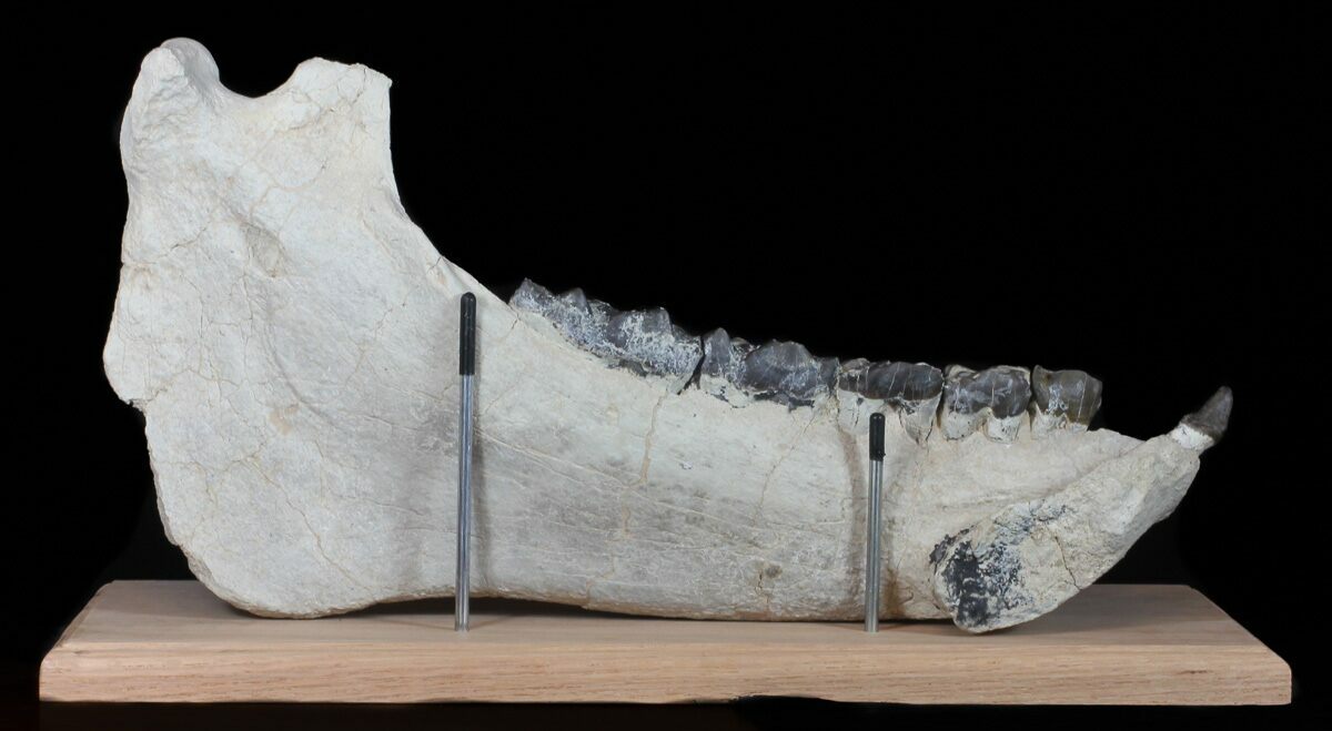 Teeth and Partial Jaw From Badlands South Dakota. Any Ideas? : r/fossilid