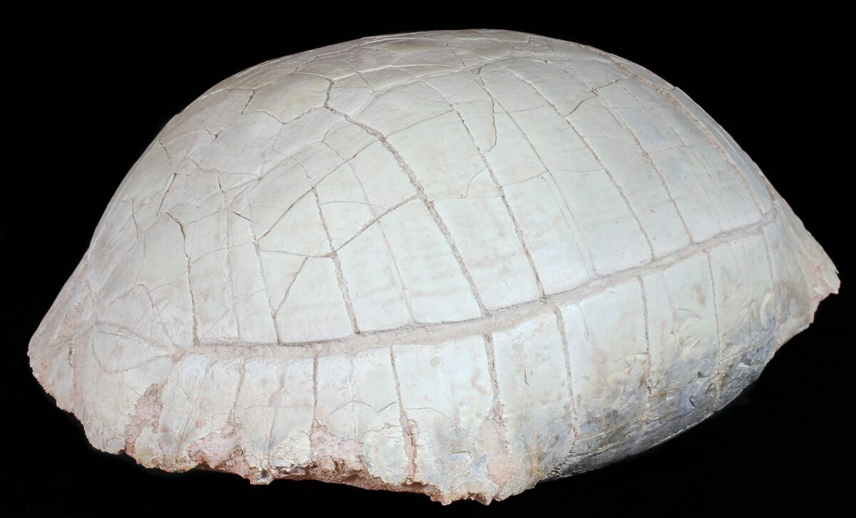 Huge, 14" Fossil Tortoise (Stylemys) With Limb Bones For Sale (#50817 ...