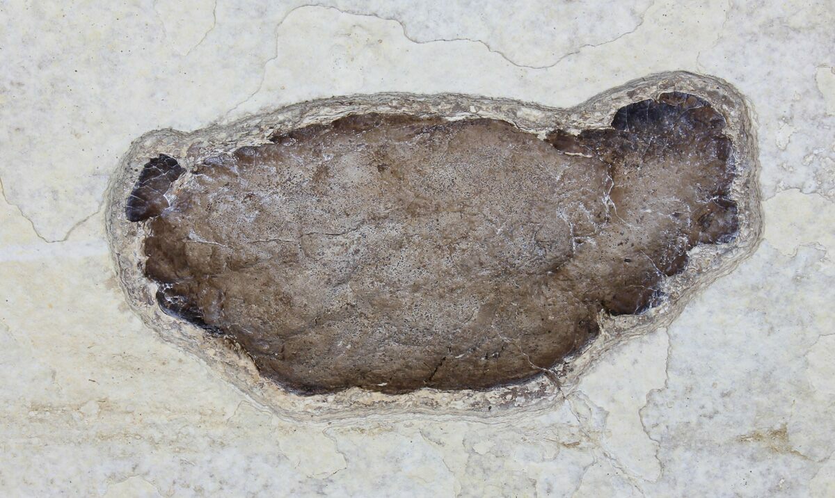 Large, 3" Coprolite (Likely Crocodile) - Green River Formation For Sale ...