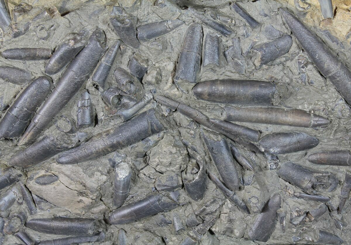 17" Wide Belemnite Graveyard With Over 60 Belemnites For Sale (#50953 ...