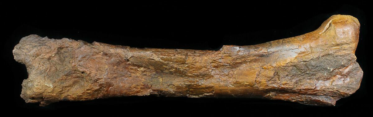 24" Hadrosaur (Duck-Billed Dinosaur) Femur With Metal Stand For Sale ...