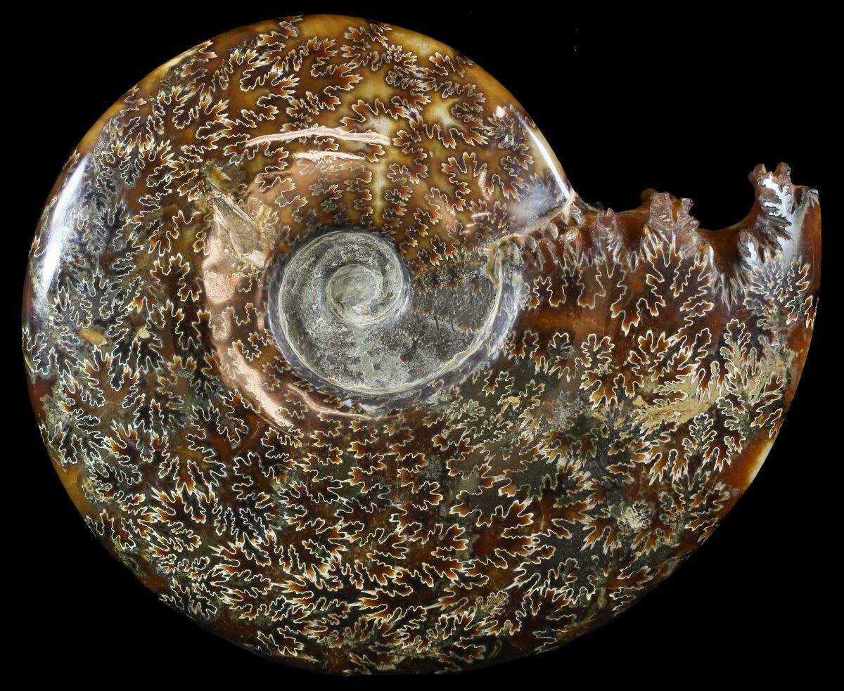 9.25" Cleoniceras Ammonite Fossil - Stunning For Sale (#51248 ...