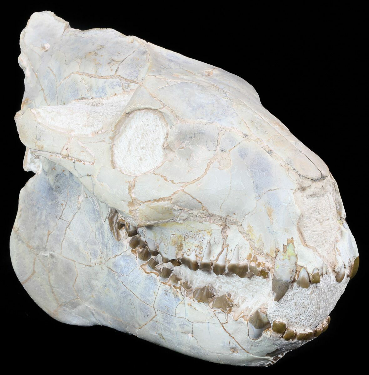 7.5" Oreodont (Merycoidodon) Skull With Vertebrae For Sale (#51146 ...