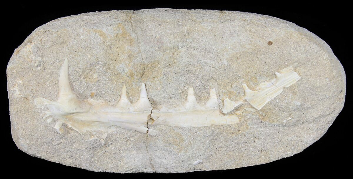 6" Enchodus Jaw Section - Cretaceous Fanged Fish For Sale (#51328 ...