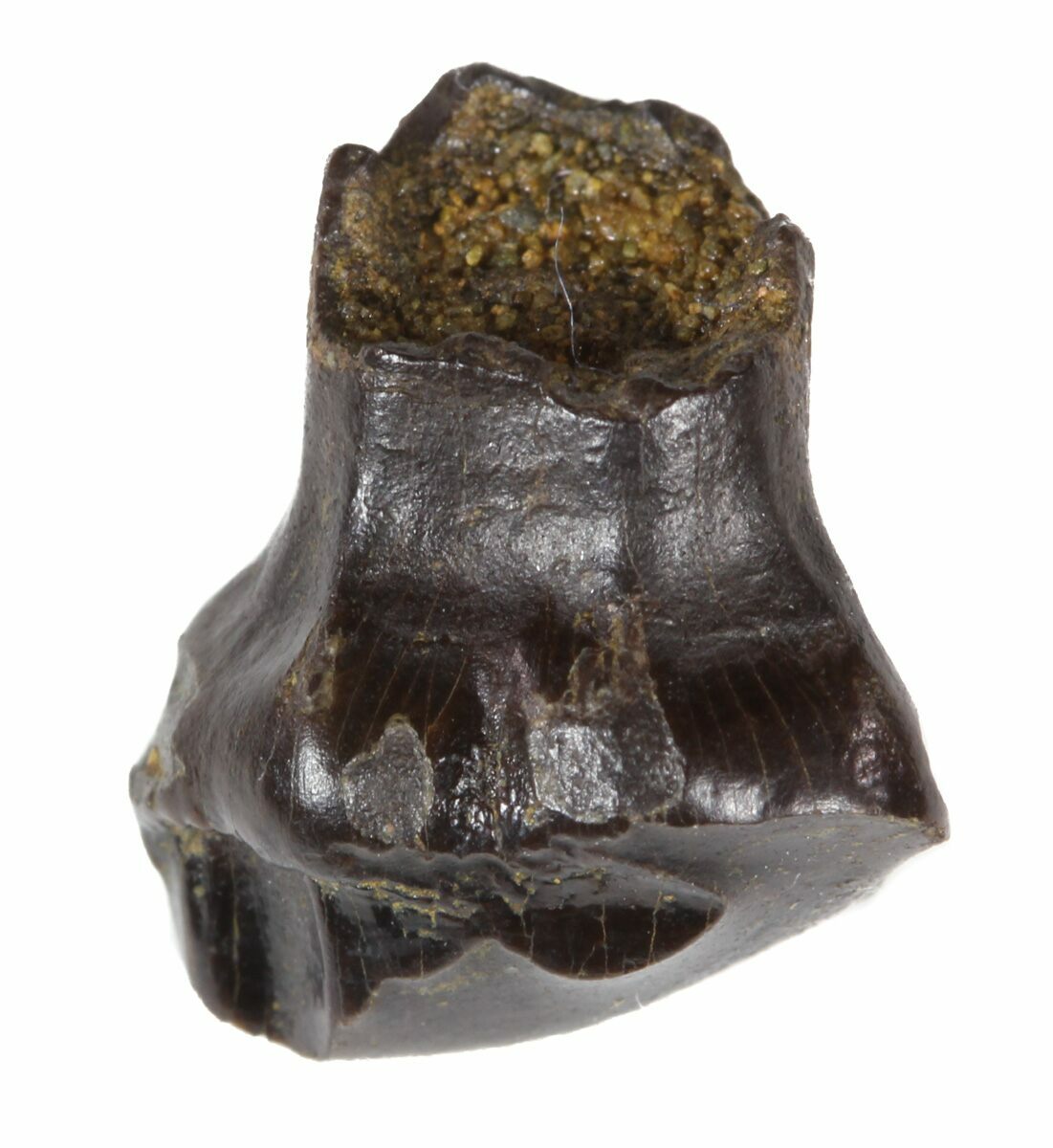 .49" Partially Rooted Ankylosaurus Tooth - Montana For Sale (#51042 ...