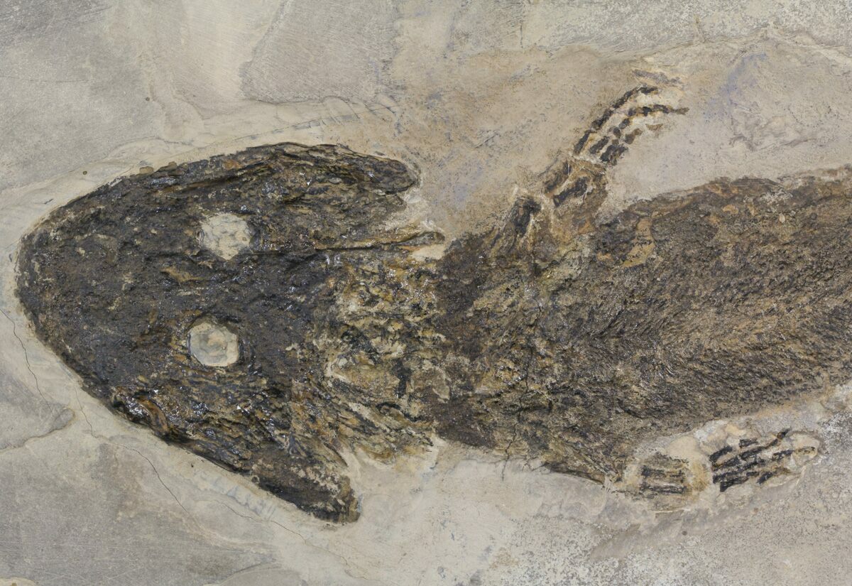 17" Permian Amphibian (Cheliderpeton) From Germany For Sale (#51333 ...