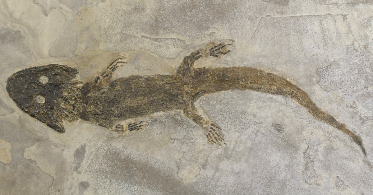 17" Permian Amphibian (Cheliderpeton) From Germany For Sale (#51333 ...