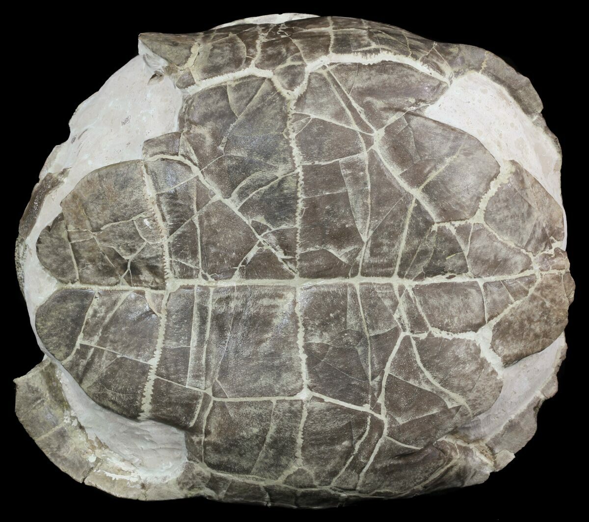 8" Fossil Tortoise (Stylemys) From Nebraska - Very Inflated For Sale ...