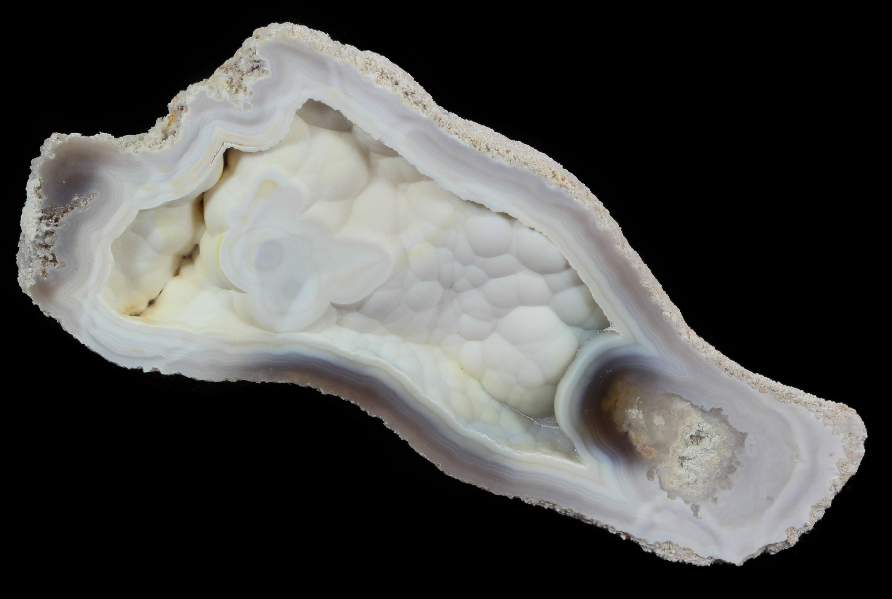 3.8" Agatized Fossil Coral Geode - Florida For Sale (#51172 ...