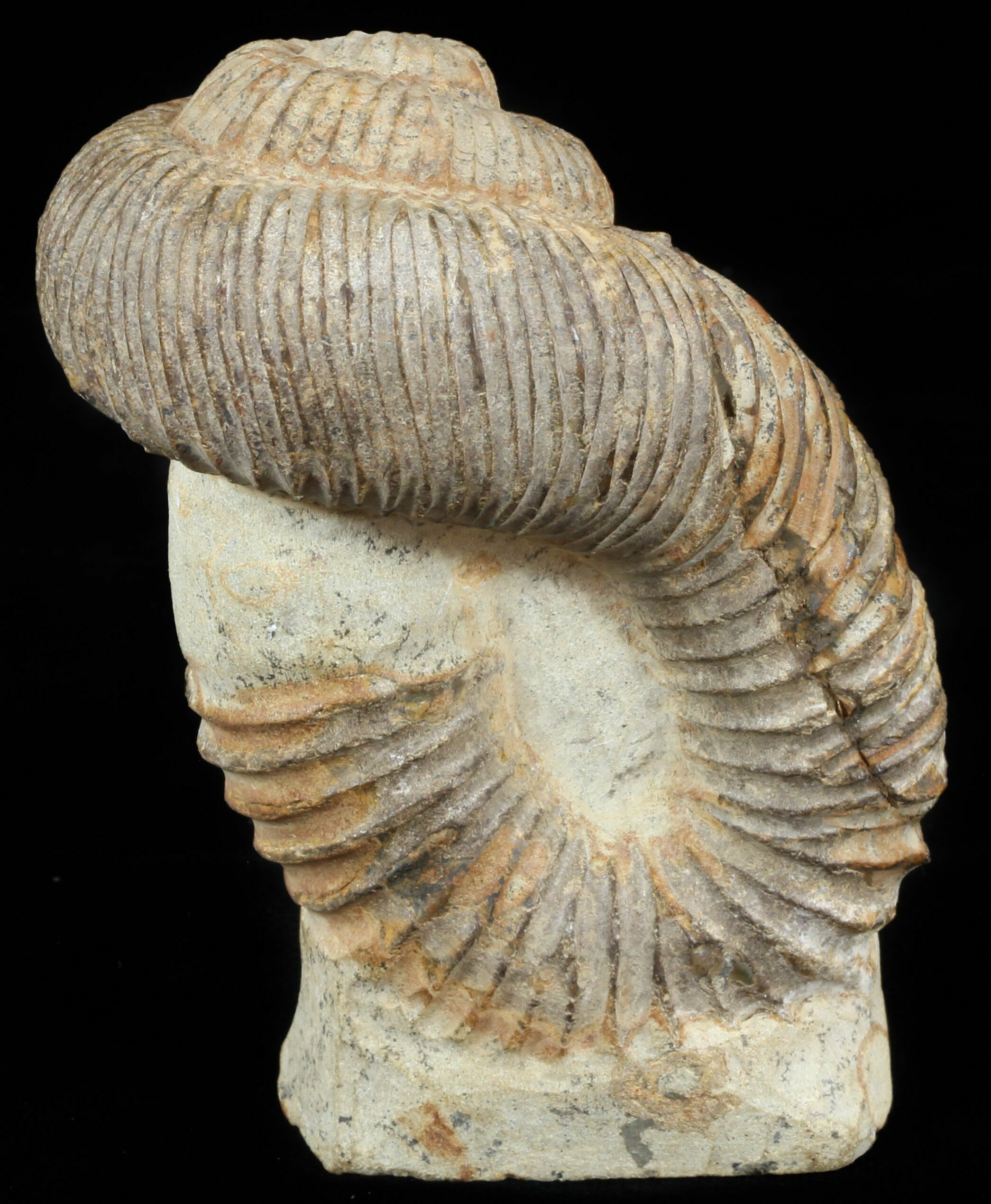 Really Cool Heteromorph (Nostoceras) Ammonite - Madagascar For Sale ...