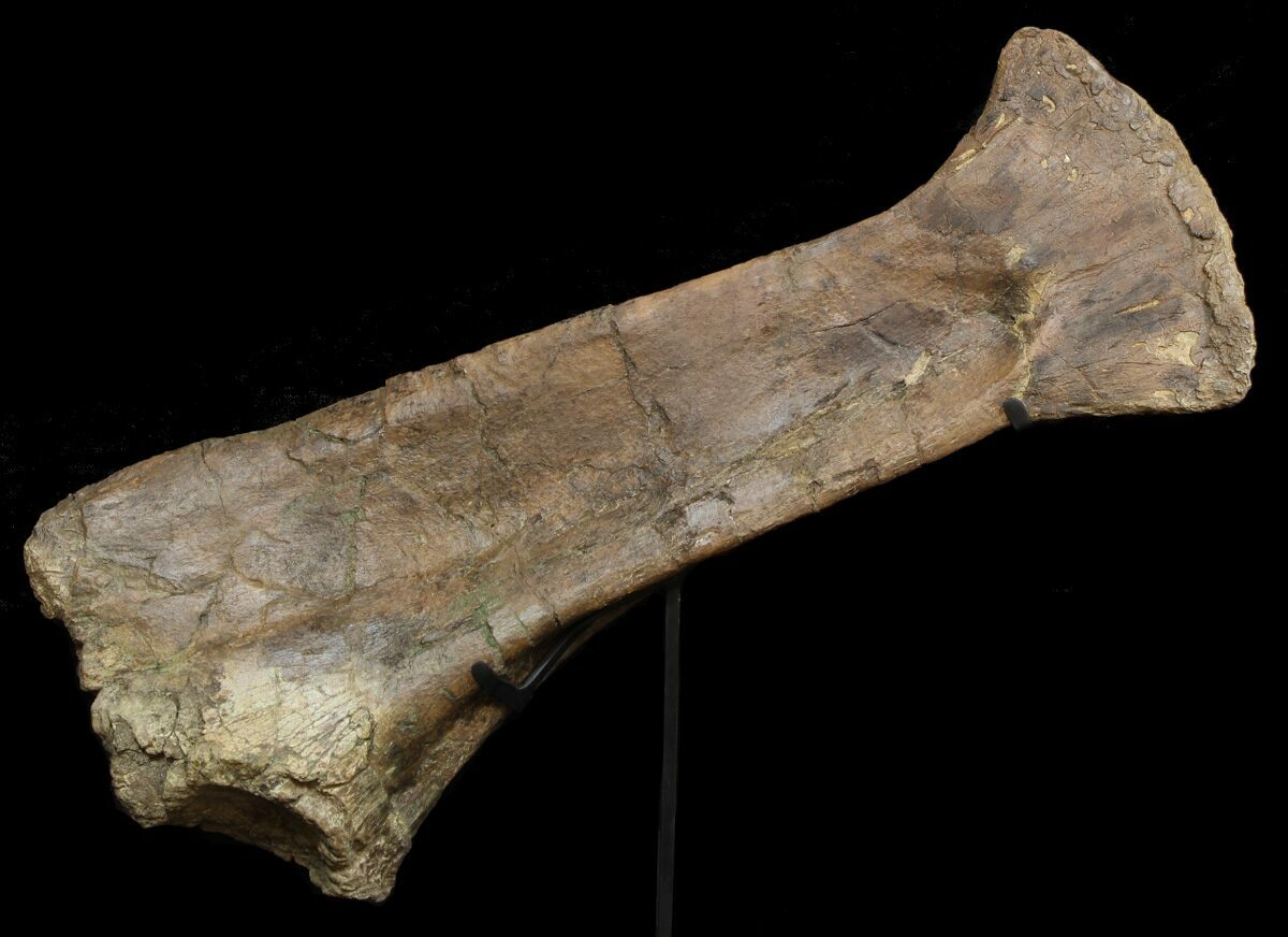 33" Triceratops Scapula On Stand - North Dakota For Sale (#51388 ...