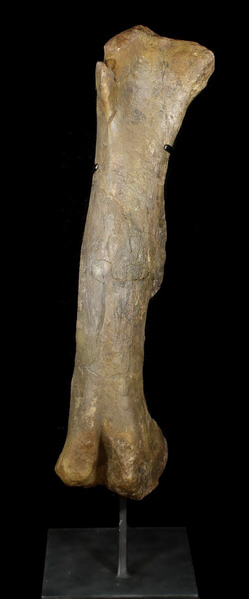 36" Hadrosaur Femur On Stand - Massive Dinosaur Bone For Sale (#51394 ...