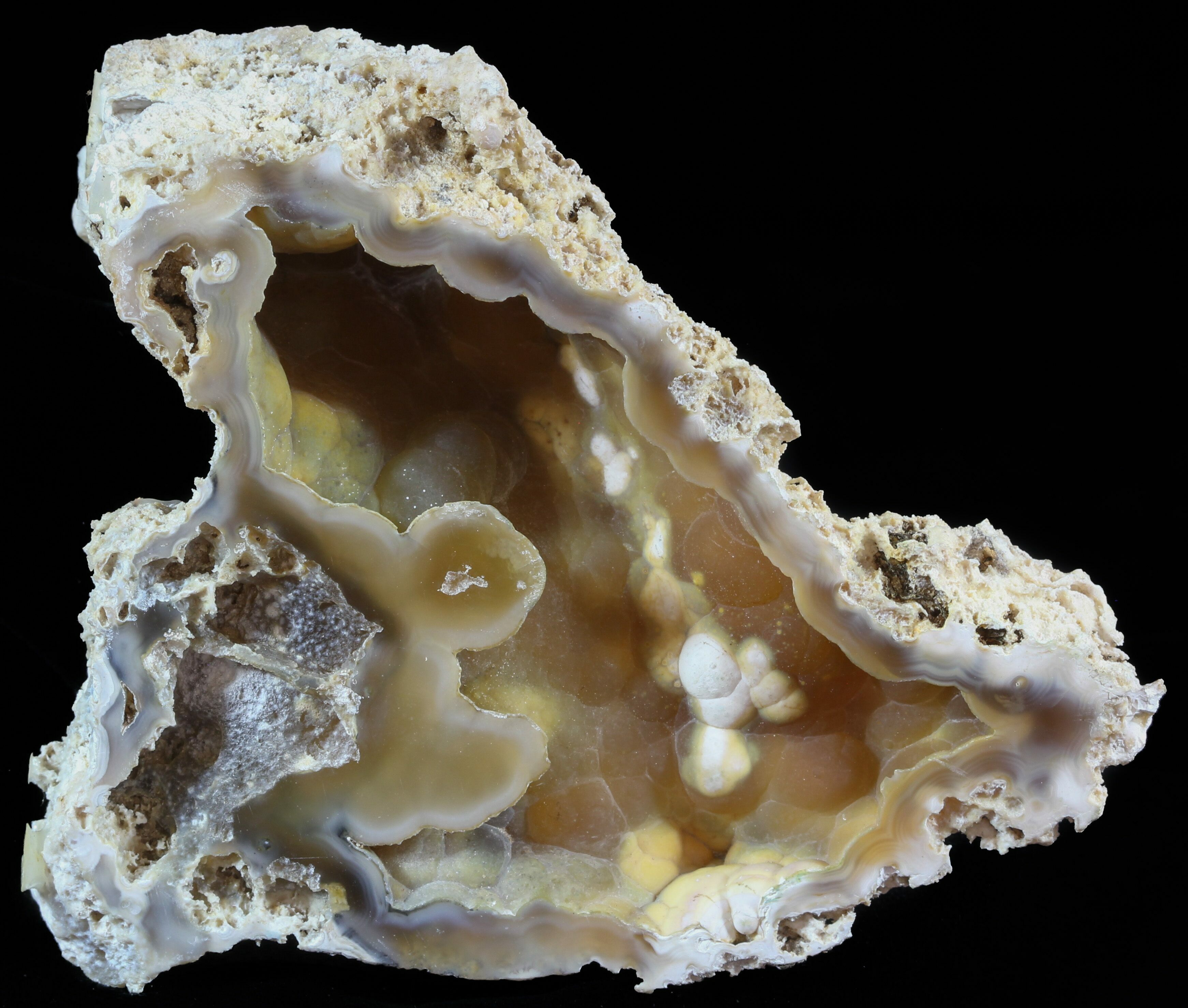 4.3" Agatized Fossil Coral Geode - Florida For Sale (#51639 ...