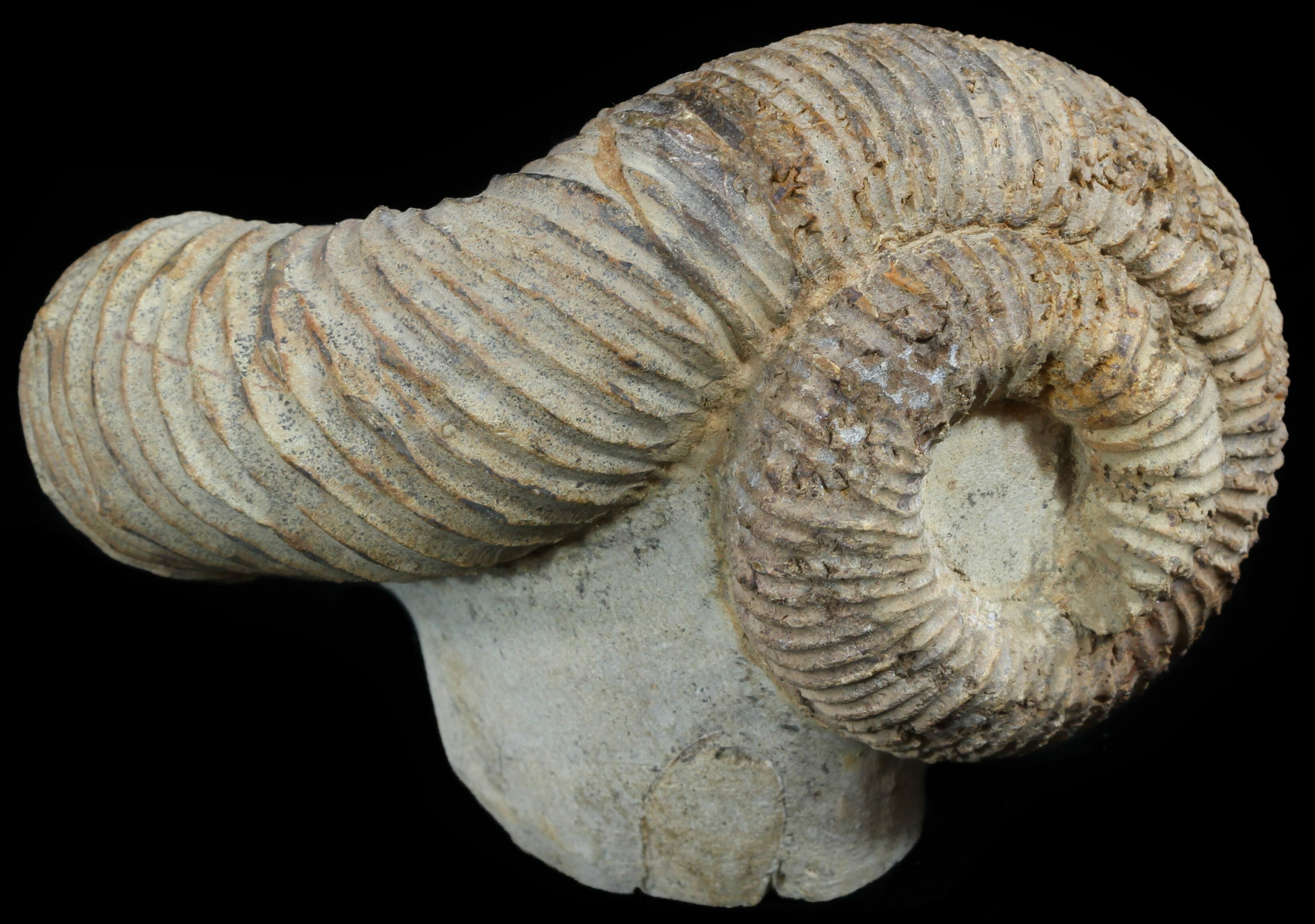Really Cool Heteromorph (Nostoceras) Ammonite - Madagascar For Sale ...