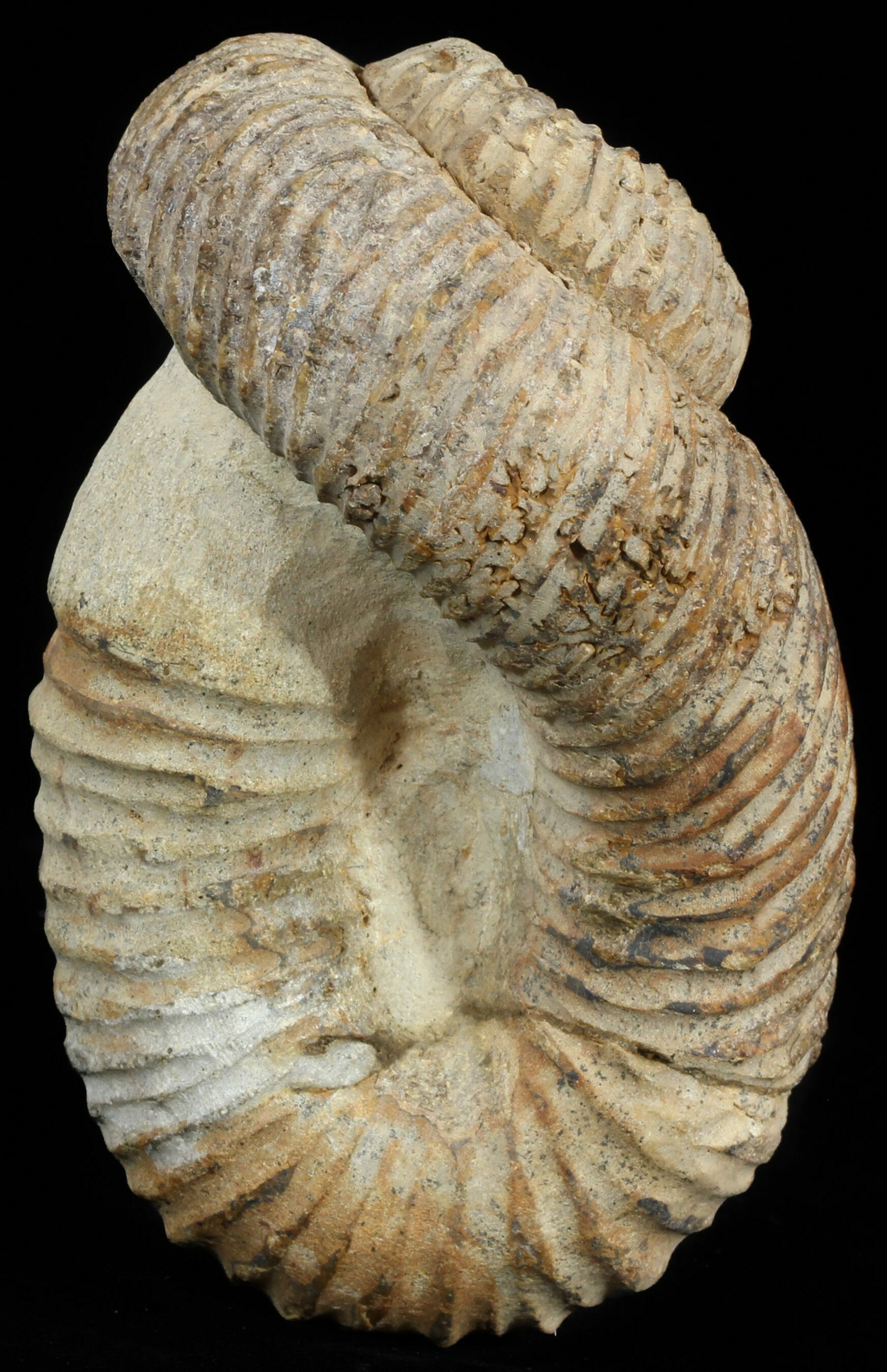 Really Cool Heteromorph (Nostoceras) Ammonite - Madagascar For Sale ...