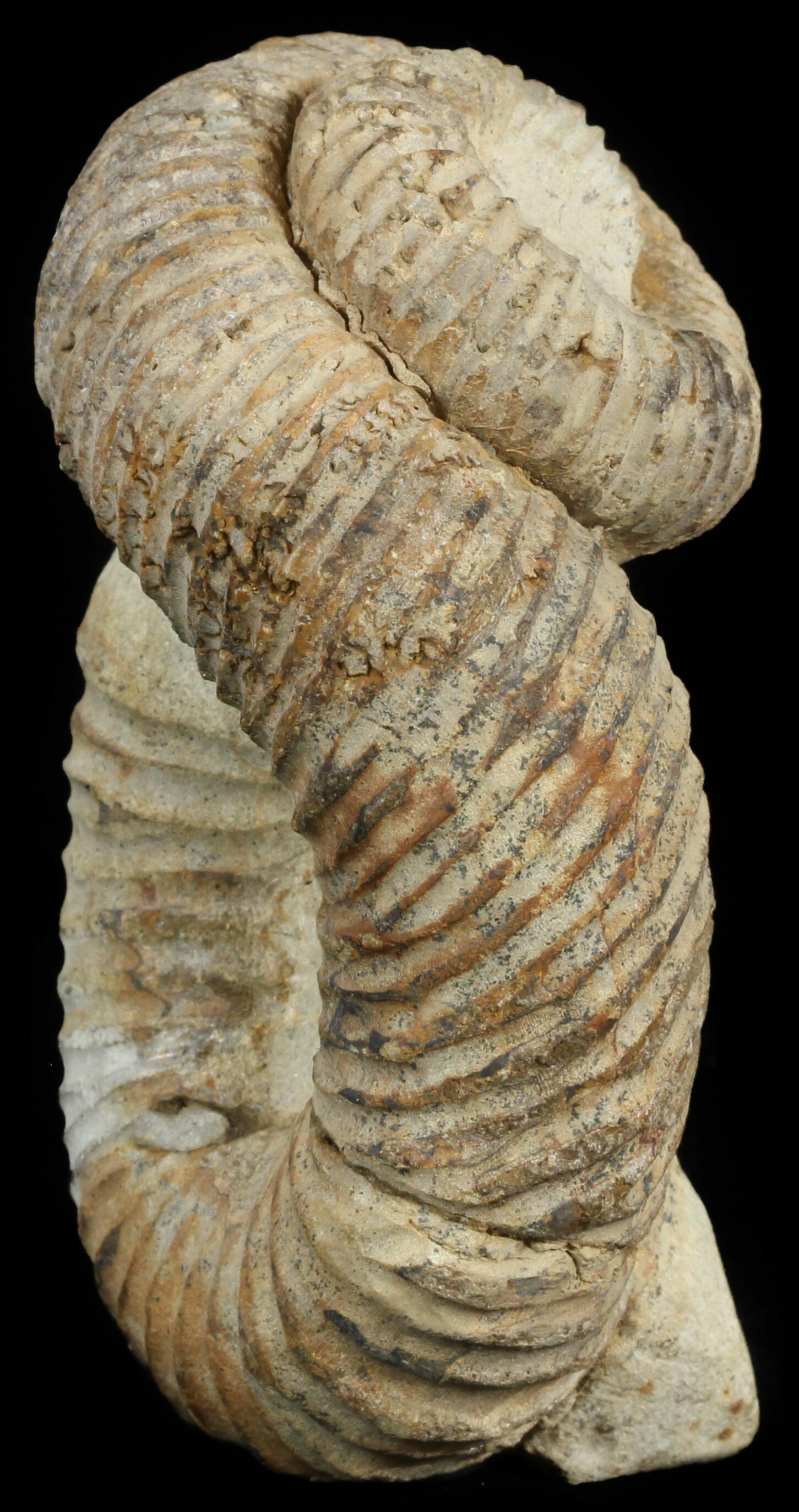 Really Cool Heteromorph (Nostoceras) Ammonite - Madagascar For Sale ...