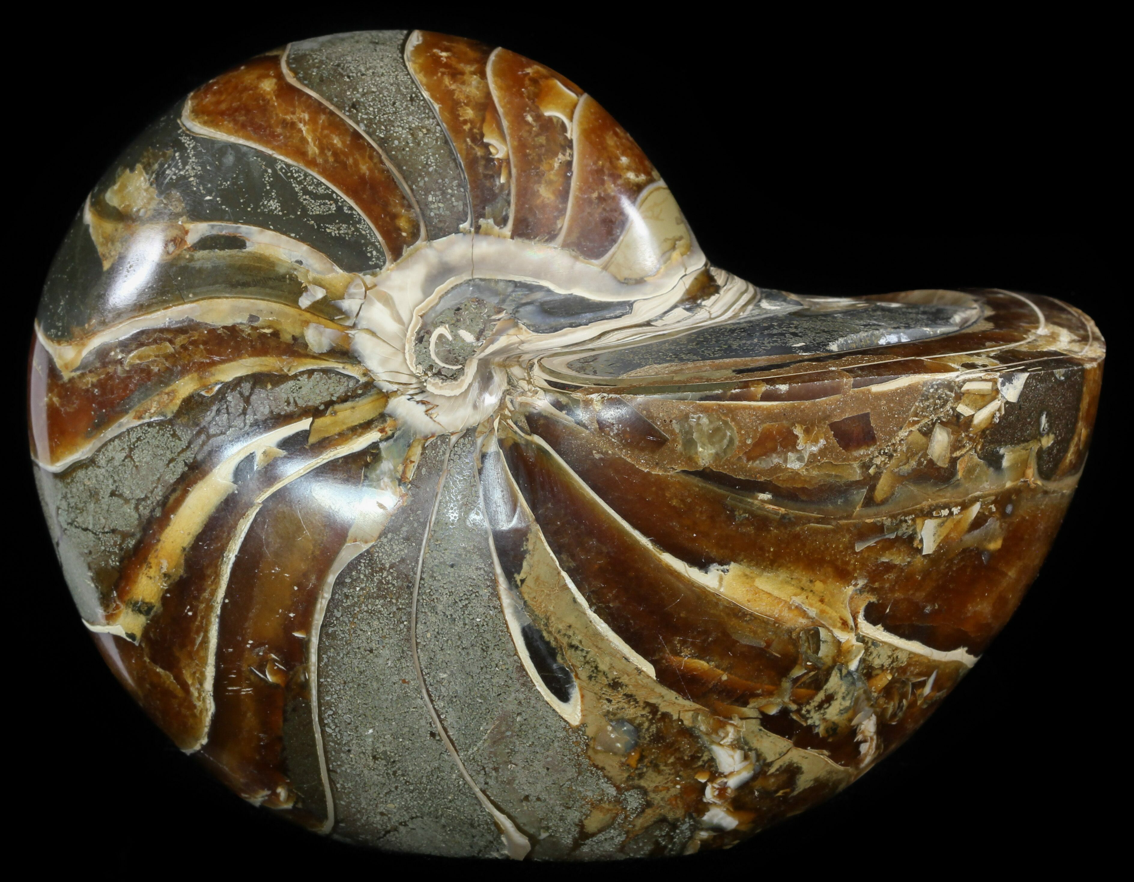 5.4" Large, Polished Nautilus Fossil - Madagascar For Sale (#51673 ...