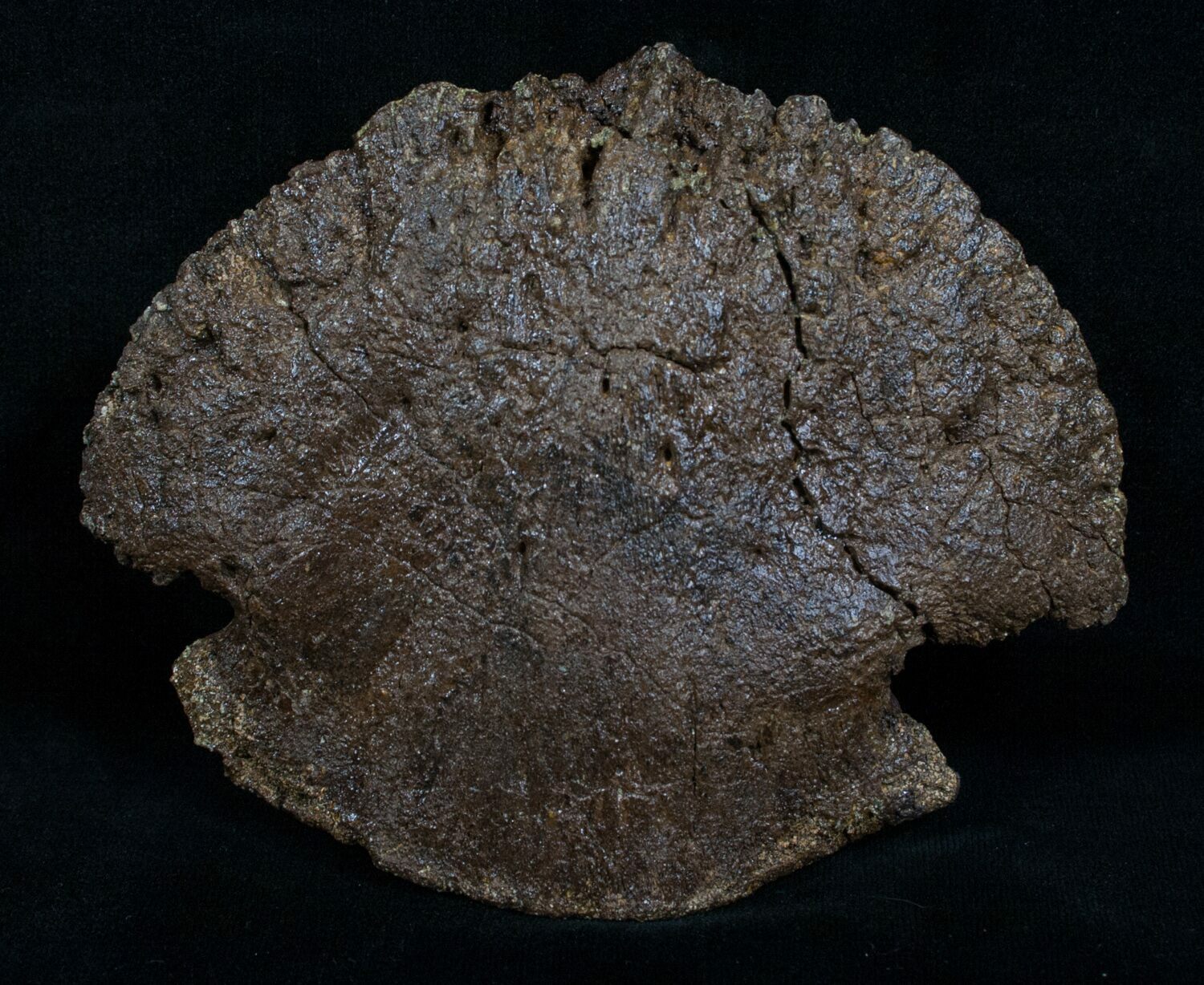 4.6" Hadrosaur Ungual (Foot Claw) - South Dakota For Sale (#4705 ...