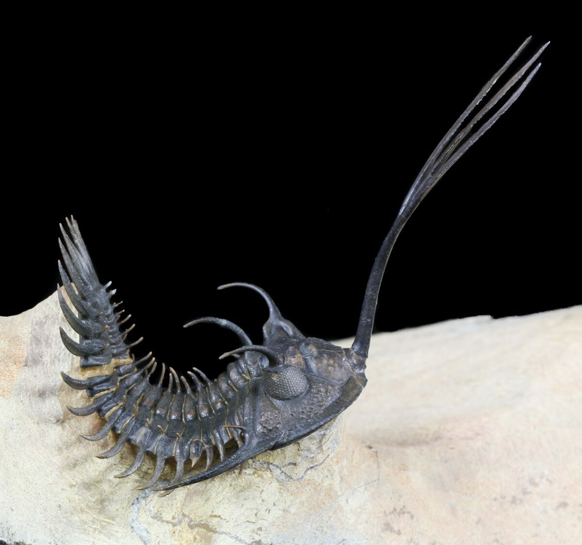 3.2" Superbly Prepared Walliserops Trilobite For Sale (#51858 ...