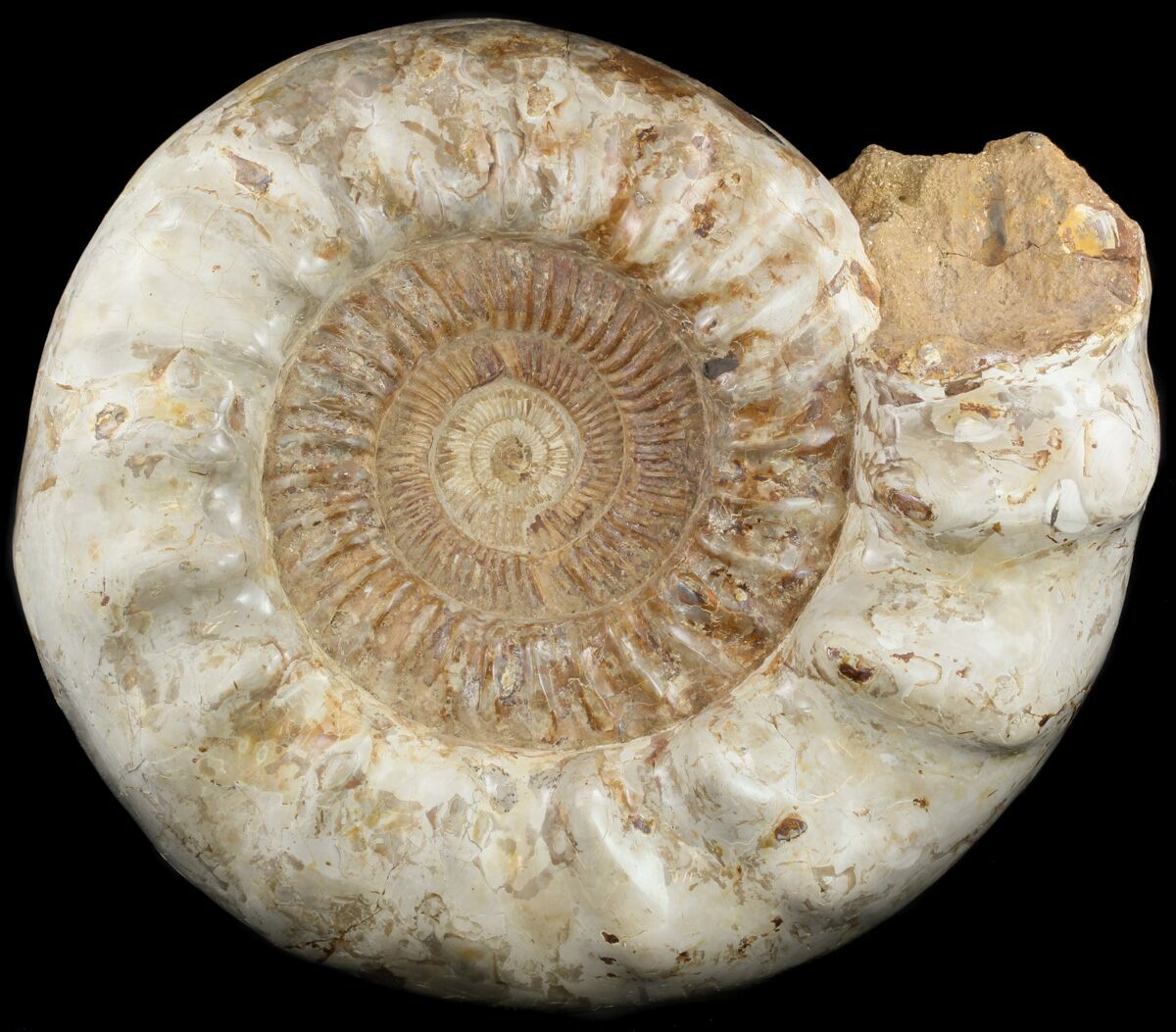 Ammonites For Sale - FossilEra.com