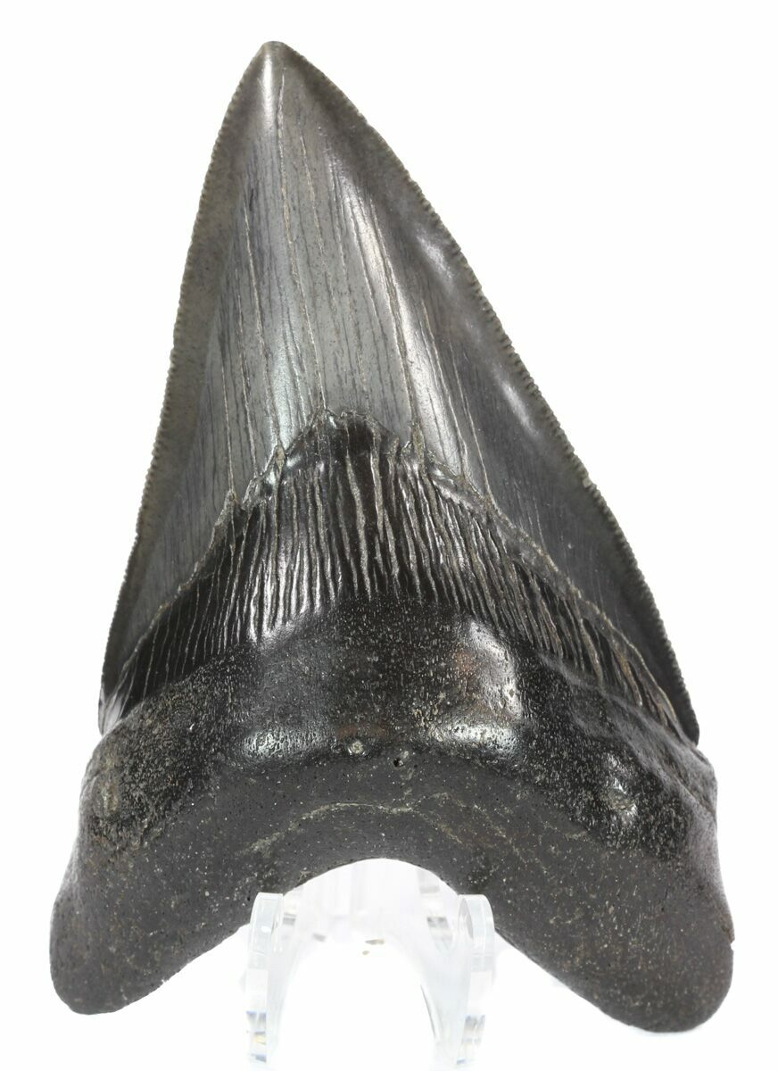 3 Inch Megalodon Teeth For Sale - FossilEra.com