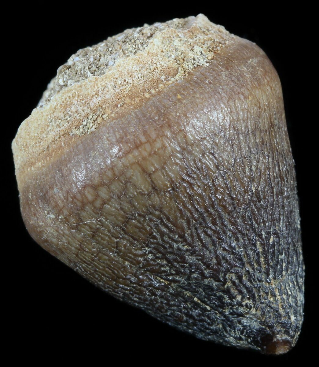 Igdamanosaurus (Globidens) Mosasaur Tooth - 1" For Sale (#51899 ...