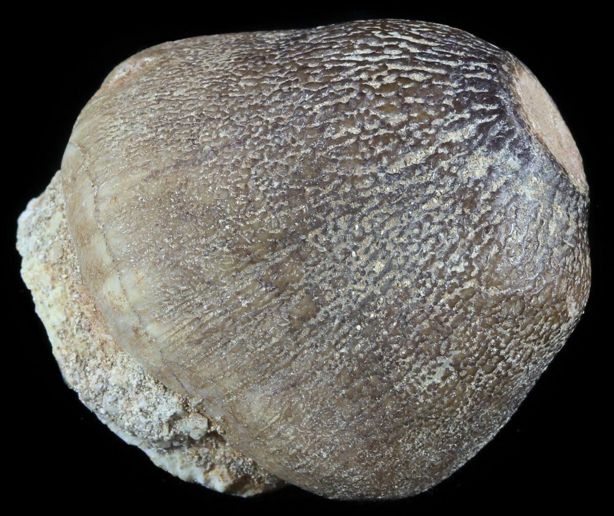 Igdamanosaurus (Globidens) Mosasaur Tooth - 1.15" For Sale (#51904 ...