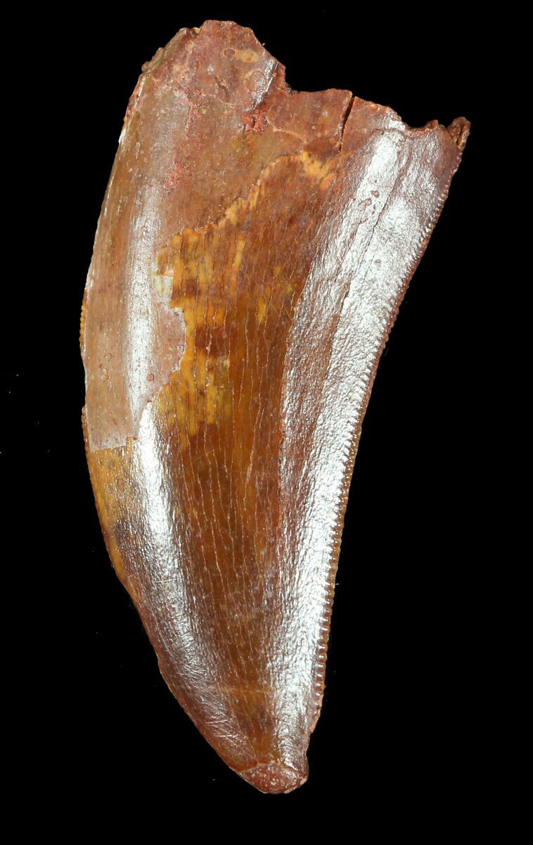 Dinosaur Sharp Teeth
