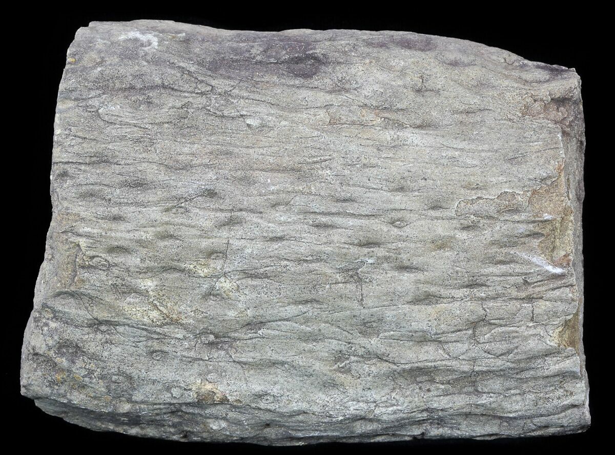 4.3" Fossil Lycopod Tree Root (Stigmaria) - Oklahoma For Sale (#53329 ...