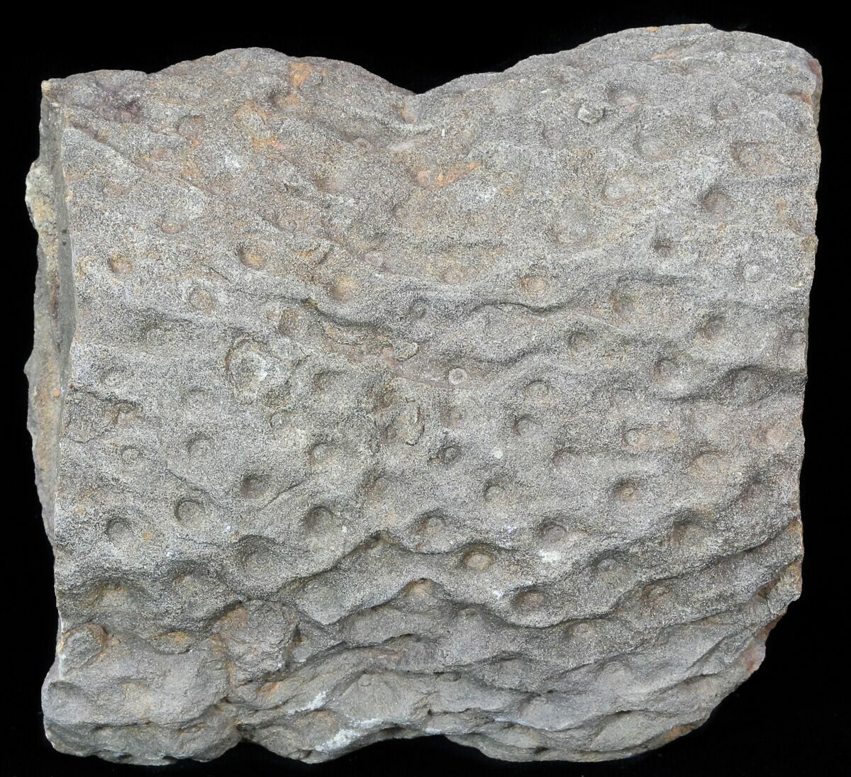 3.4" Fossil Lycopod Tree Root (Stigmaria) - Oklahoma For Sale (#53333 ...